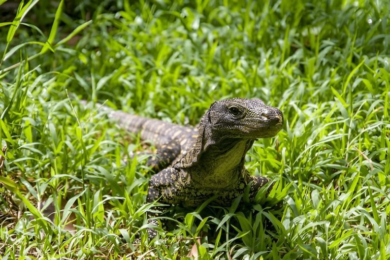 Crocodile Monitor: Longest Lizard Species, Habitat & Conservation