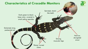 Crocodile Monitor: Longest Lizard Species, Habitat & Conservation