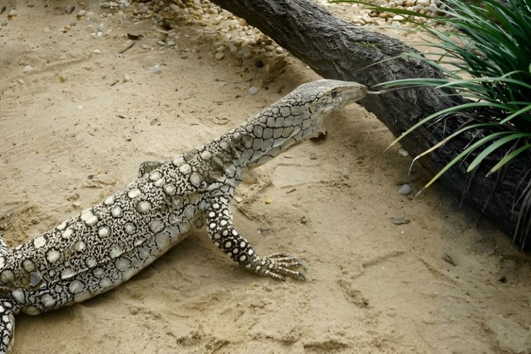 Perentie: Australia's Largest Lizard, Hunting Skills, Habitat & Behavior