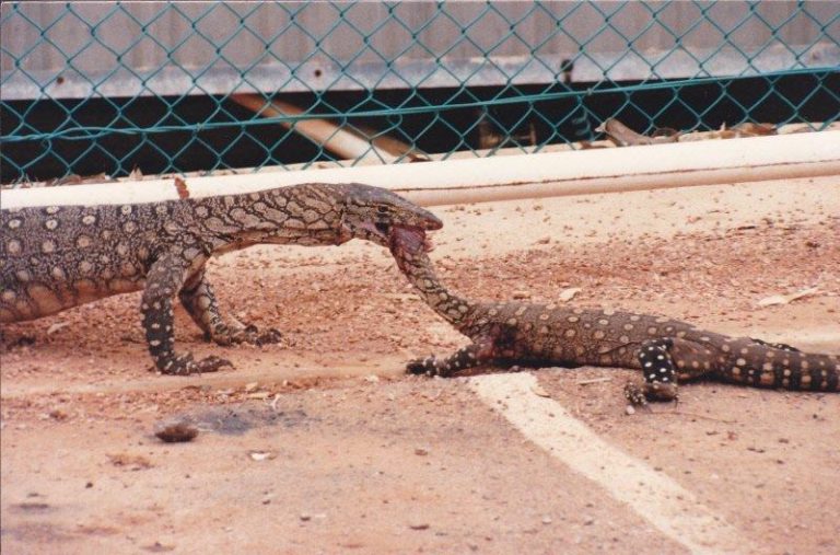 Perentie: Australia's Largest Lizard, Hunting Skills, Habitat & Behavior