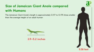 Jamaican Giant Anole: Caribbean's Largest Anole, Habitat, Behavior & Status
