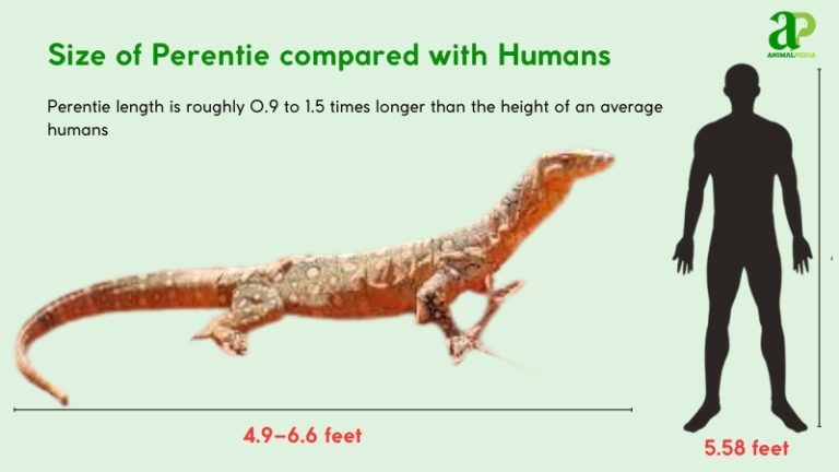 Perentie: Australia's Largest Lizard, Hunting Skills, Habitat & Behavior