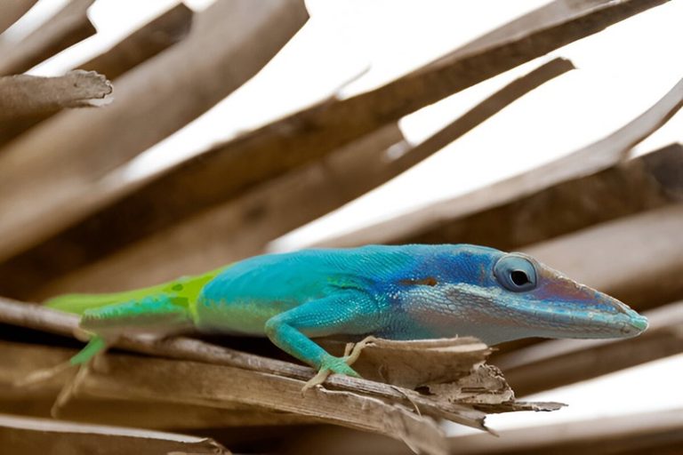 Blue Anole: World's Only Blue Lizard, Habitat, Behavior & Rarity
