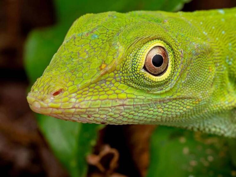 Jamaican Giant Anole: Caribbean's Largest Anole, Habitat, Behavior & Status