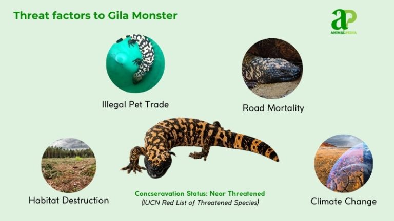 Gila Monster: Venomous Species, Desert Adaptations, Diet & Conservation