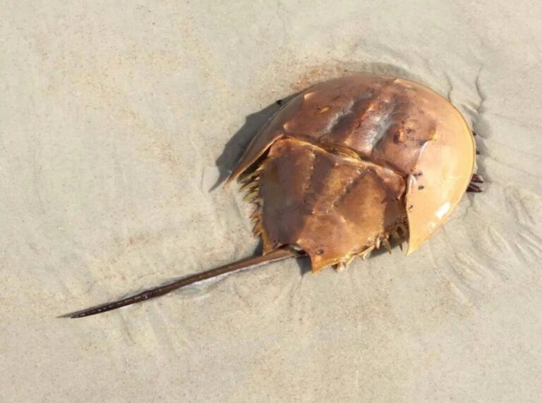 33 Animals That Start With X: Secrets Revealed [Pics & Facts]