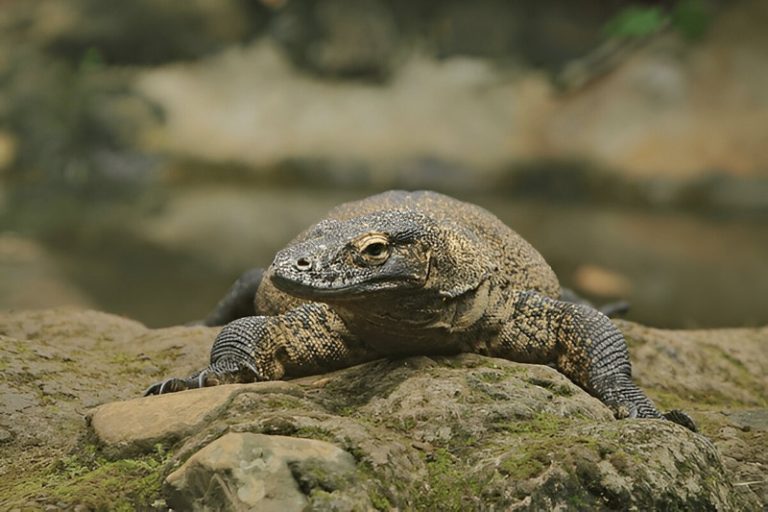 Komodo Dragon: Appearance, Habitat & Behavior