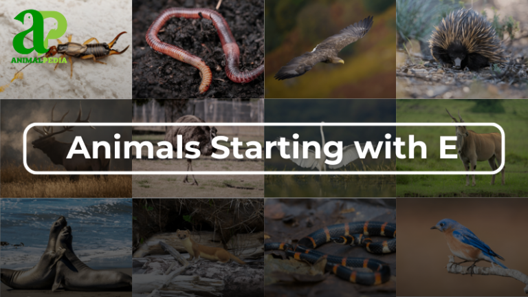 140+ Animals that start with E - Classified lists with Pictures and Fun ...