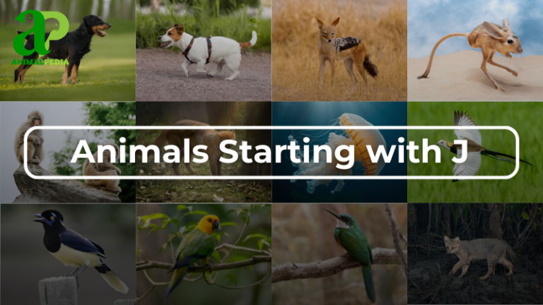 168+ Animals that start with J - Classified lists with Pictures and Fun ...