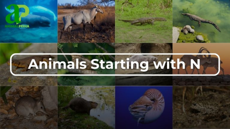 80+ Animals that start with N - Classified lists with Pictures and Fun ...