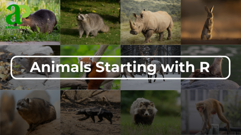 100+ Animals that start with R - Classified lists with Pictures and Fun ...