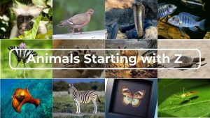 20+ Animals that start with Z - Classified lists with Pictures and Fun ...