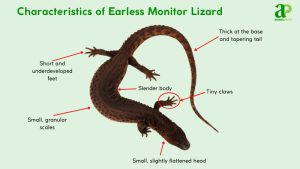 Earless Monitor Lizard: Appearance, Habitat & Behavior