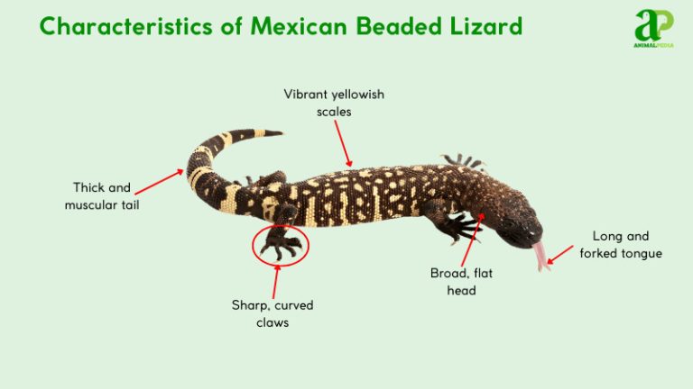Mexican Beaded Lizard: Appearance, Habitat & Behavior