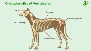 Vertebrates: Definition, Characteristics, Facts, Classification, Types ...