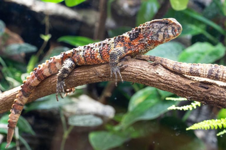 Chinese Crocodile Lizard: Appearance, Habitat & Behavior