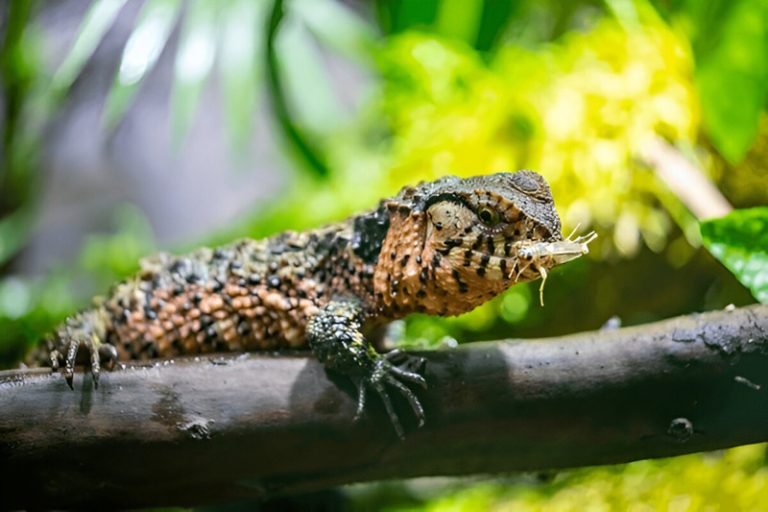 Chinese Crocodile Lizard: Appearance, Habitat & Behavior