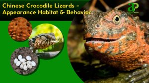 Chinese Crocodile Lizard: Appearance, Habitat & Behavior