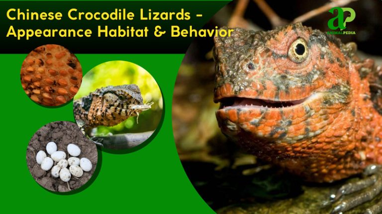 Earless Monitor Lizard: Appearance, Habitat & Behavior