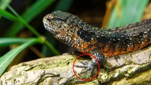 Chinese Crocodile Lizard: Appearance, Habitat & Behavior