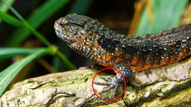 Chinese Crocodile Lizard: Appearance, Habitat & Behavior