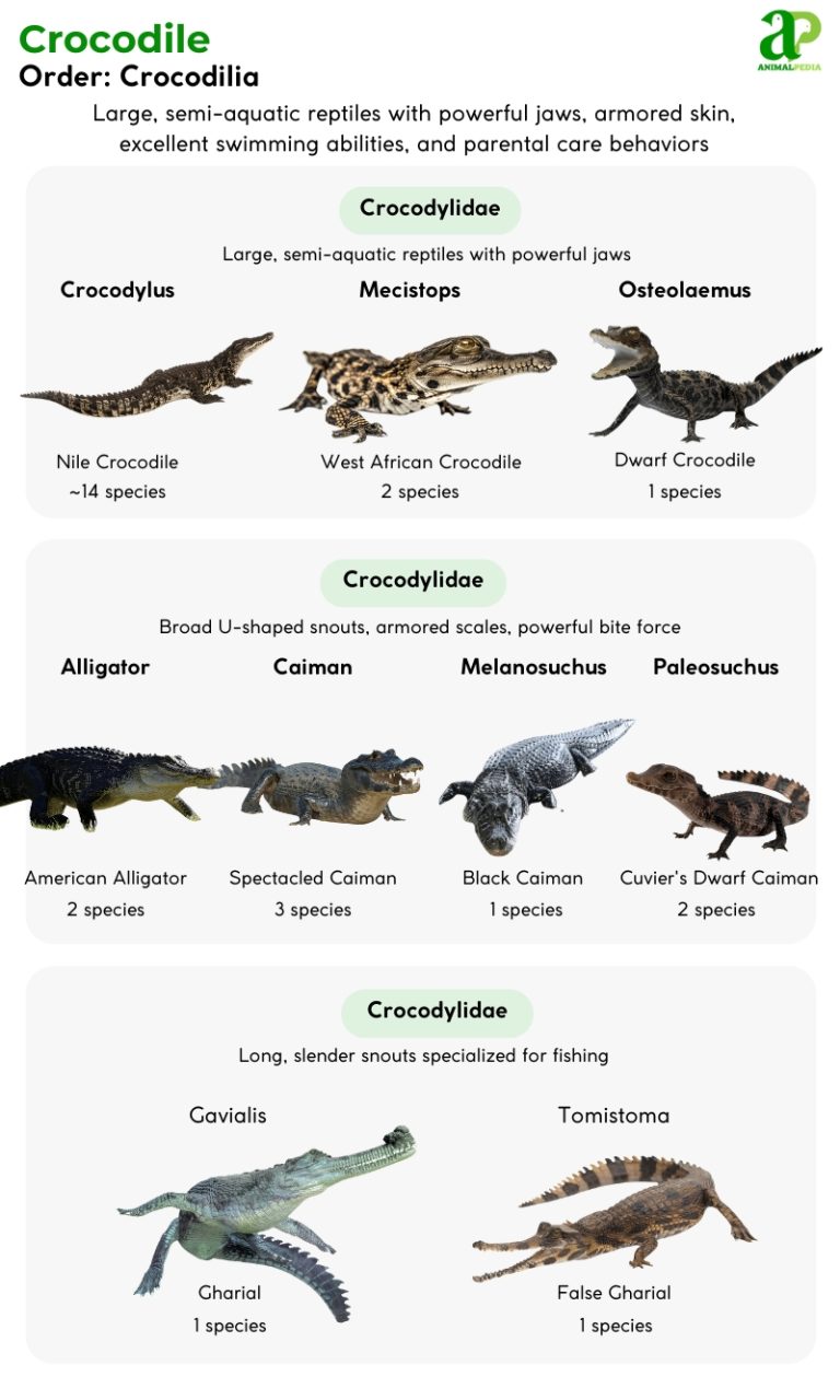 Crocodilia: Characteristics, Species, Habitat, Diet, Behaviors & Pictures