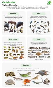 Vertebrates: Definition, Characteristics, Facts, Classification, Types ...