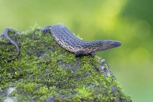 Earless Monitor Lizard: Appearance, Habitat & Behavior
