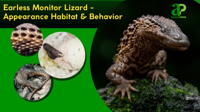 Earless Monitor Lizard: Appearance, Habitat & Behavior