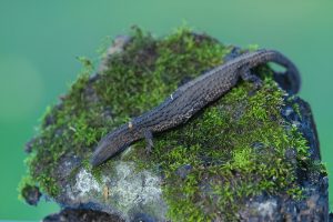 Earless Monitor Lizard: Appearance, Habitat & Behavior
