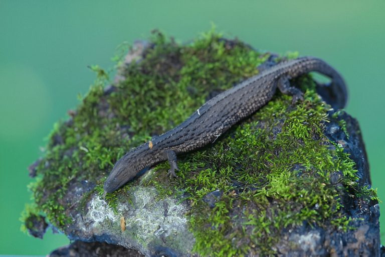 Earless Monitor Lizard: Appearance, Habitat & Behavior