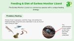 Earless Monitor Lizard: Appearance, Habitat & Behavior