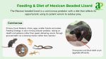 Mexican Beaded Lizard: Appearance, Habitat & Behavior