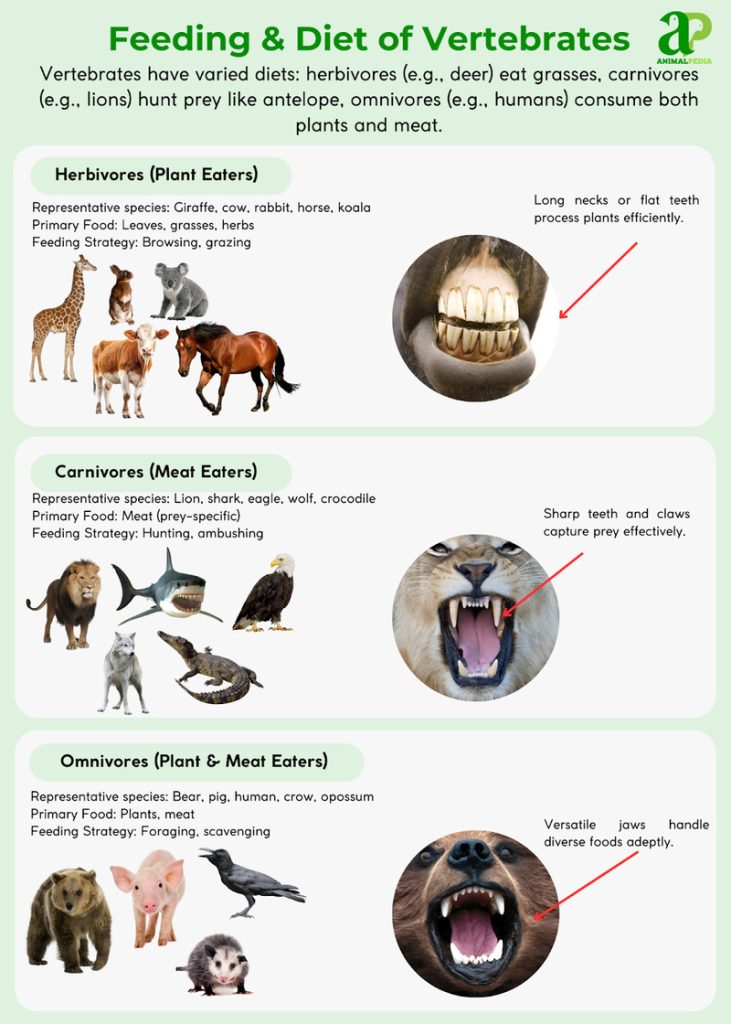 Vertebrates: Definition, Characteristics, Facts, Classification, Types ...