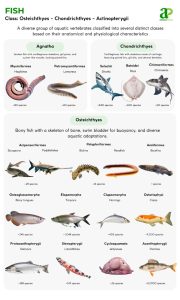 Fish: Classification, Types, Characteristics & Feeding Habits