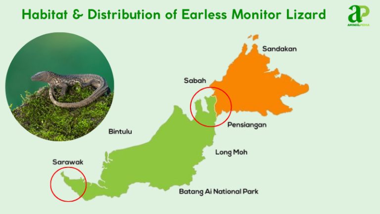 Earless Monitor Lizard: Appearance, Habitat & Behavior