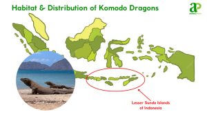 Komodo Dragon: Appearance, Habitat & Behavior