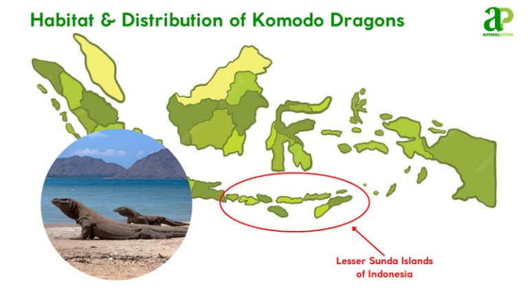 Komodo Dragon: Appearance, Habitat & Behavior