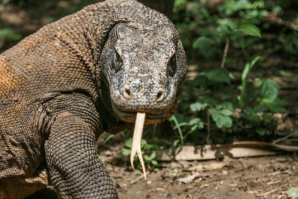 Komodo Dragon: Appearance, Habitat & Behavior
