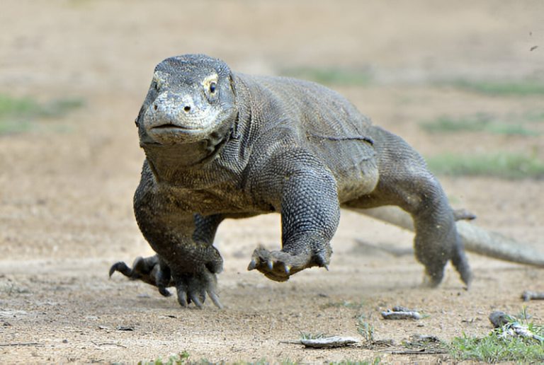 Komodo Dragon: Appearance, Habitat & Behavior