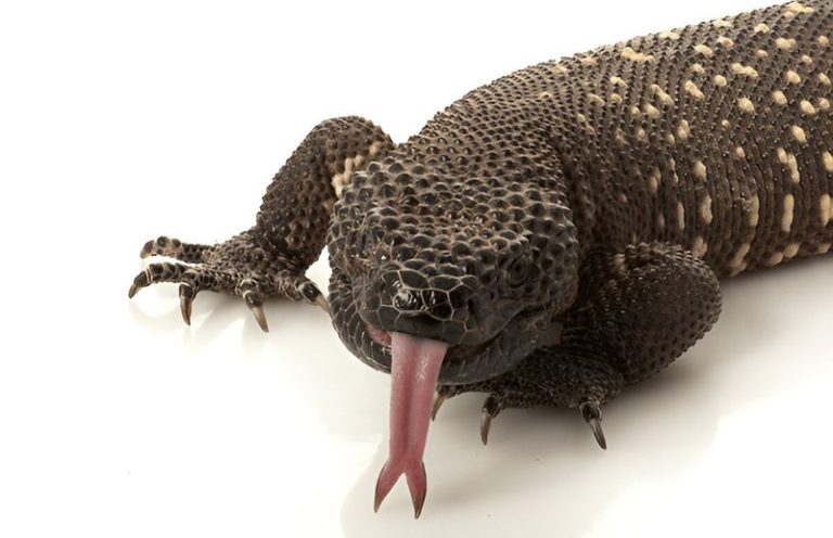 Mexican Beaded Lizard: Appearance, Habitat & Behavior