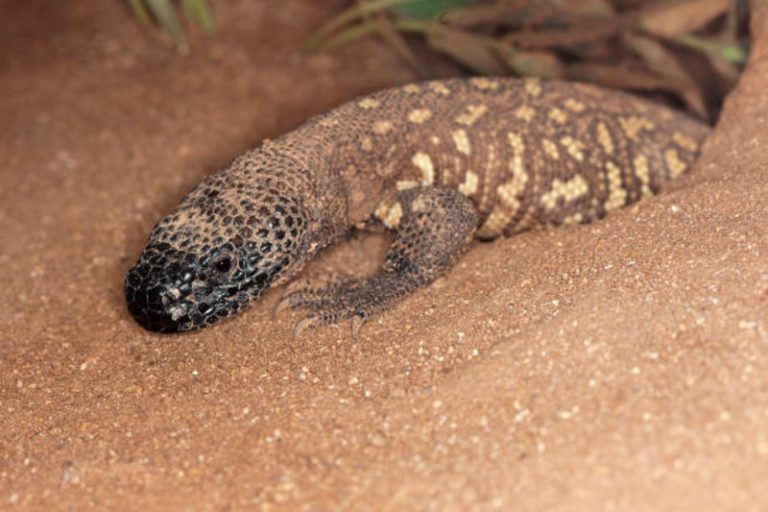 Mexican Beaded Lizard: Appearance, Habitat & Behavior