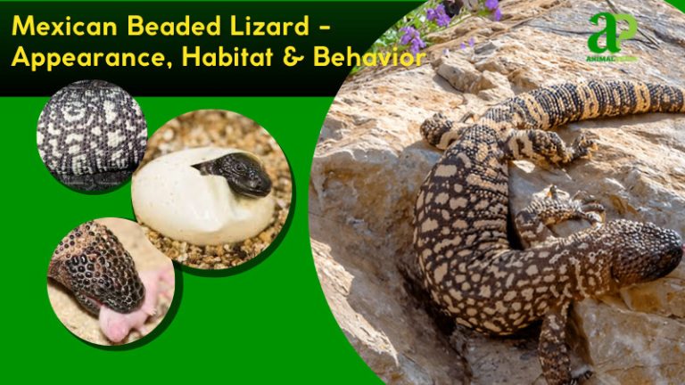 Mexican Beaded Lizard: Appearance, Habitat & Behavior