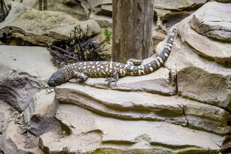 Mexican Beaded Lizard: Appearance, Habitat & Behavior