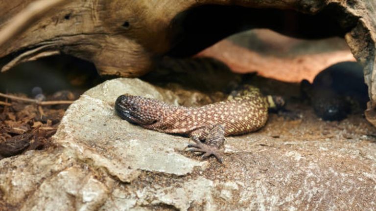 Mexican Beaded Lizard: Appearance, Habitat & Behavior