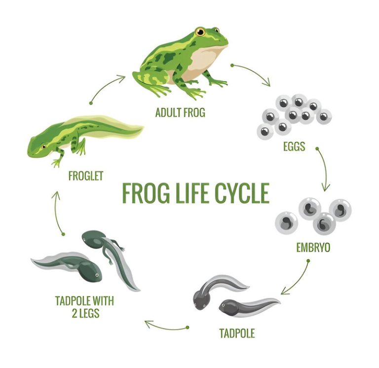 Vertebrates: Definition, Characteristics, Facts, Classification, Types ...