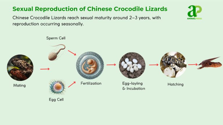 Chinese Crocodile Lizard: Appearance, Habitat & Behavior