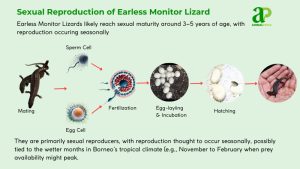 Earless Monitor Lizard: Appearance, Habitat & Behavior