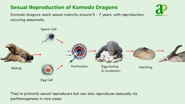 Komodo Dragon: Appearance, Habitat & Behavior