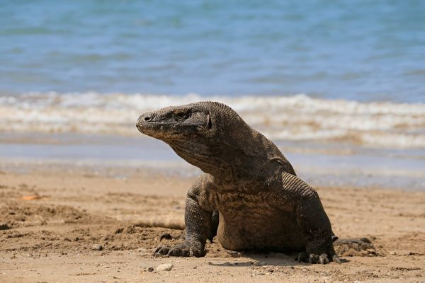 Komodo Dragon: Appearance, Habitat & Behavior